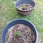 Amazon.com : Scarlet Ovation Evergreen Huckleberry - Vaccinium ovatum ...