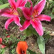 Amazon.com : 5 Bulbs Of TANGO LILY~RED & BLACK~FLOWER BULBS 42 ...