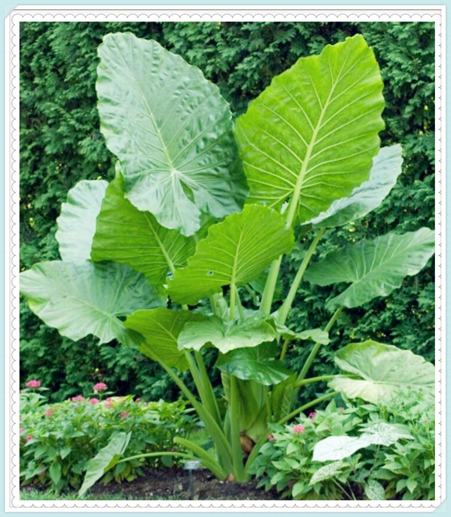 Mua Elephant Ear Bulb, Giant Elephant Ear, Green Taro, Vadzium Bulb ...