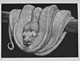 Amazon.com: Intricate Ink: Animals in Detail Volume 2: A Coloring Book ...