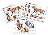 Blue Tree Publishing Dog Anatomy Chart Set with Ear Anatomy - 3 Charts ...
