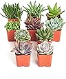 Amazon.com: Shop Succulents | Unique Collection | Assortment of Hand ...
