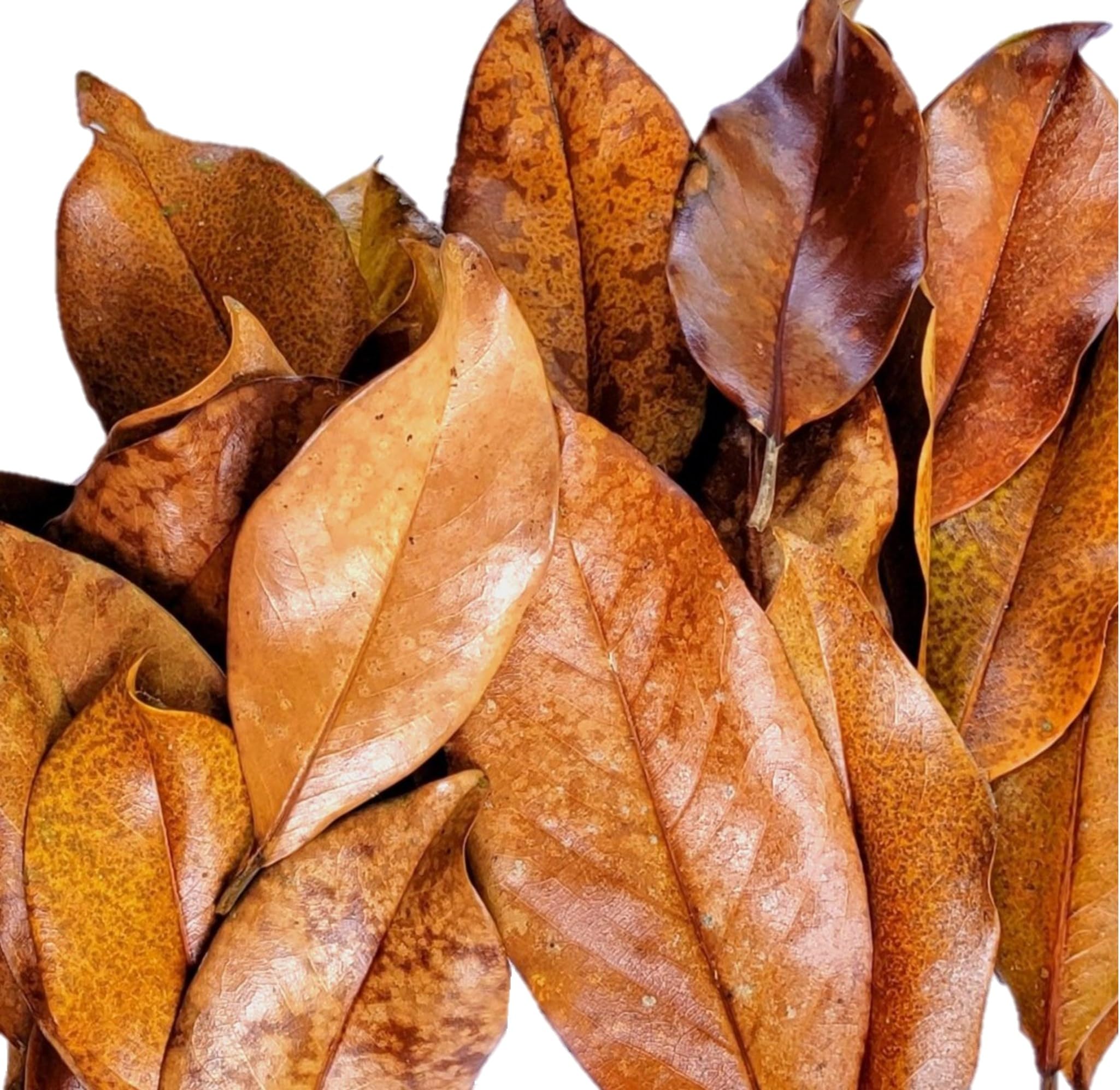 Mua Magnolia Leaf Litter, 30-35 Premium Whole Natural Organic Hand ...