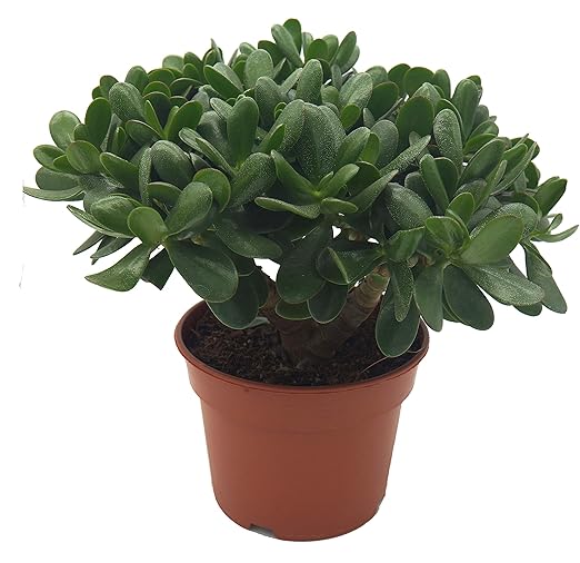Geldbaum, (Crassula ovata), pflegeleichte Zimmerpflanze, Kübelpflanze ...