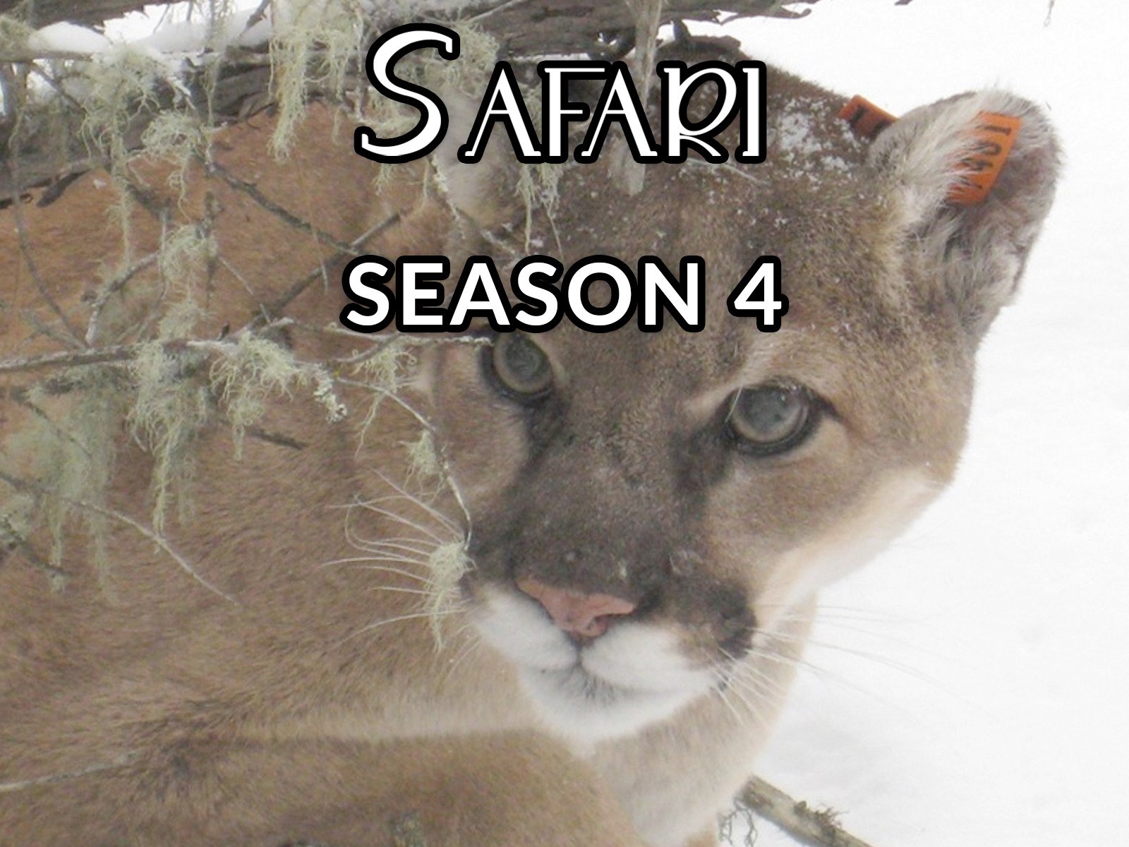 Watch Safari | Prime Video