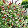 Amazon.com : QAUZUY GARDEN 150 Seeds Multi-Color Butterfly Bush Seeds ...