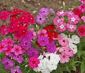 Amazon.com : Phlox Flower Seeds - Mix - Bulk : Garden & Outdoor