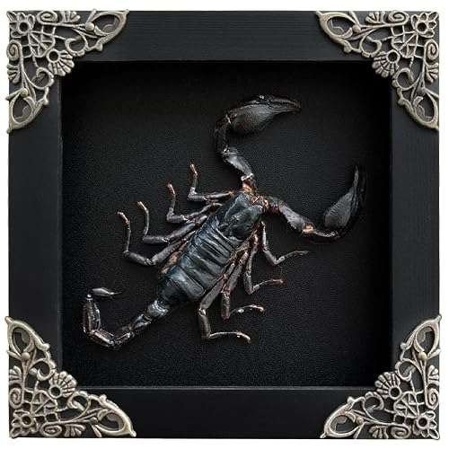 Real Framed Scorpion Dead Insect Dried Bug Beetle Lover Black Frame ...