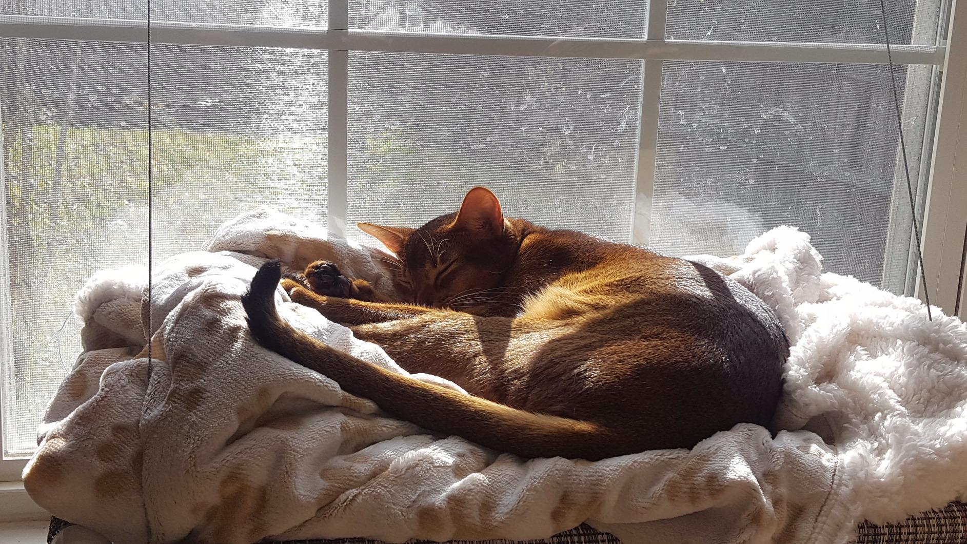 Pictures – Kitty Cot Original™