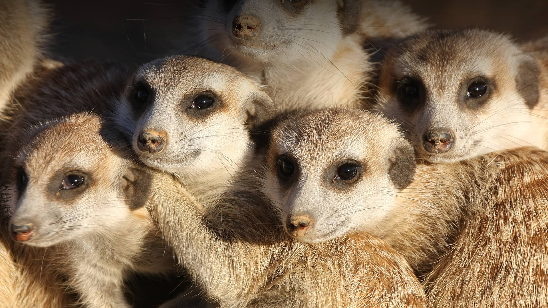 Meercat Cute Wallpapers : Amazon.es: Apps y Juegos