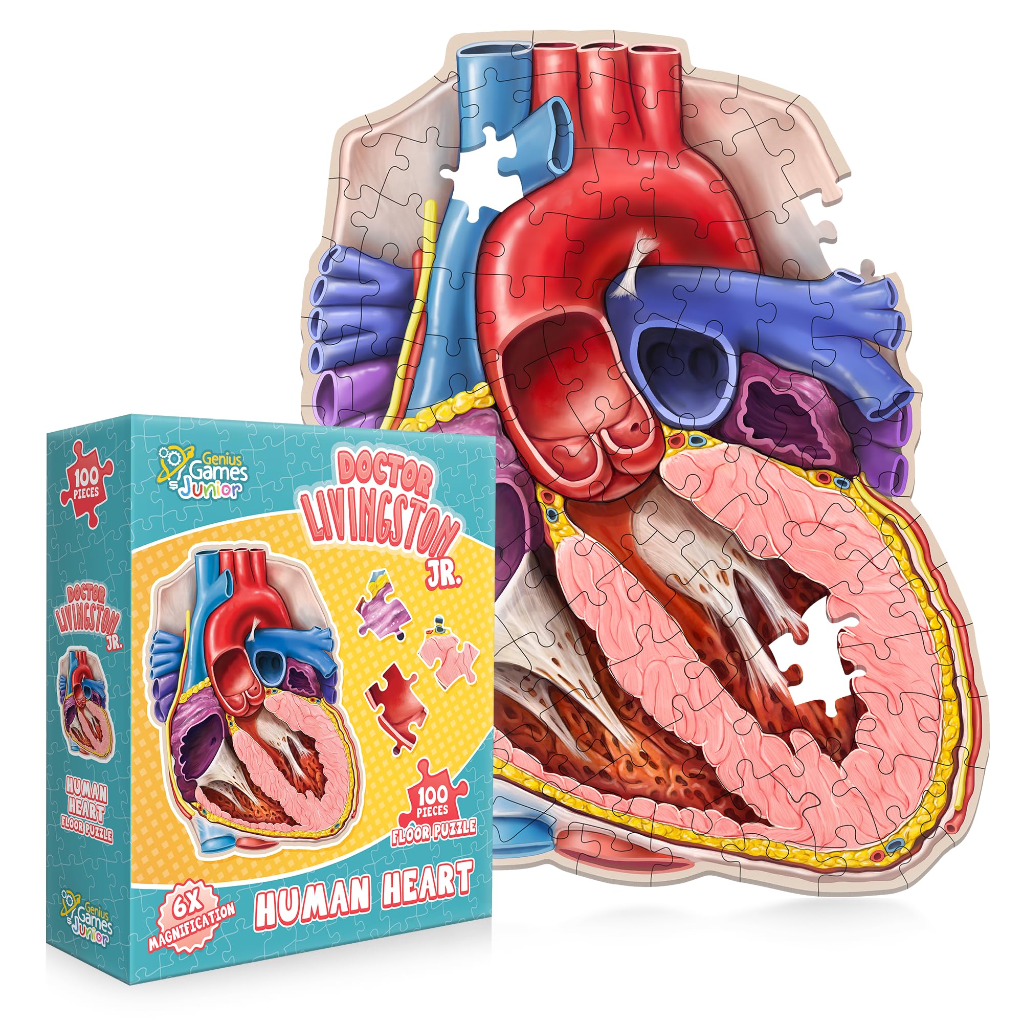 Human Heart Anatomy Floor Puzzle — Genius Games Doctor Livingston Jr ...
