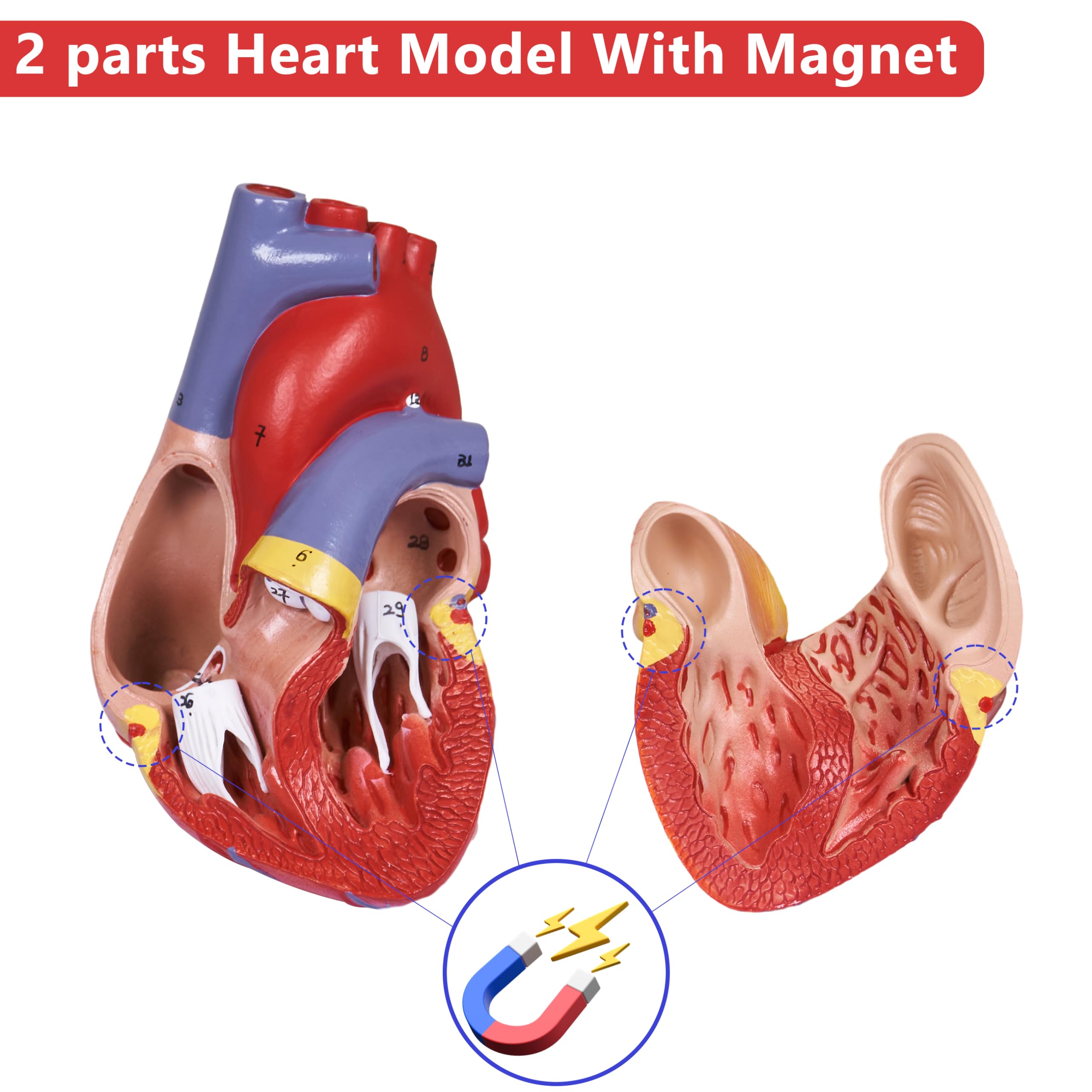 Mua Scientific Human Heart Model 2-Part Life Size Human Heart Replica ...
