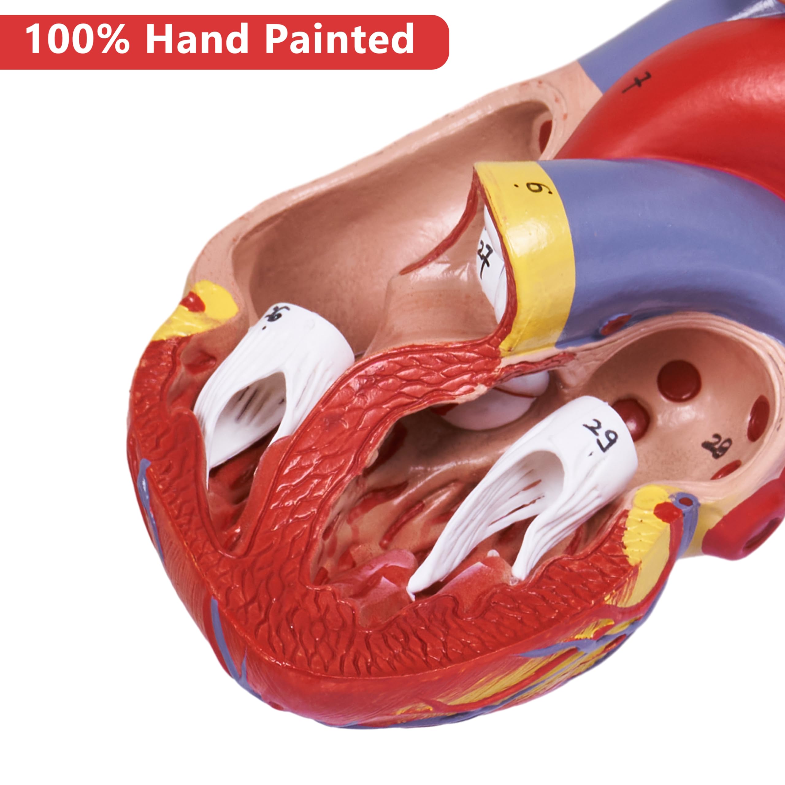 Mua Scientific Human Heart Model 2-Part Life Size Human Heart Replica ...