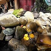 Amazon.com : Bits and Pieces - Frog Motion Sensor Statue - Weather ...