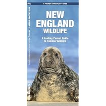 New England Animals