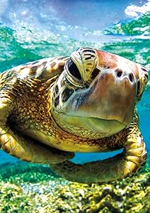 Amazon.com: Buffalo Games - Earthpix - Turtle Swimmer - 500 Piece ...