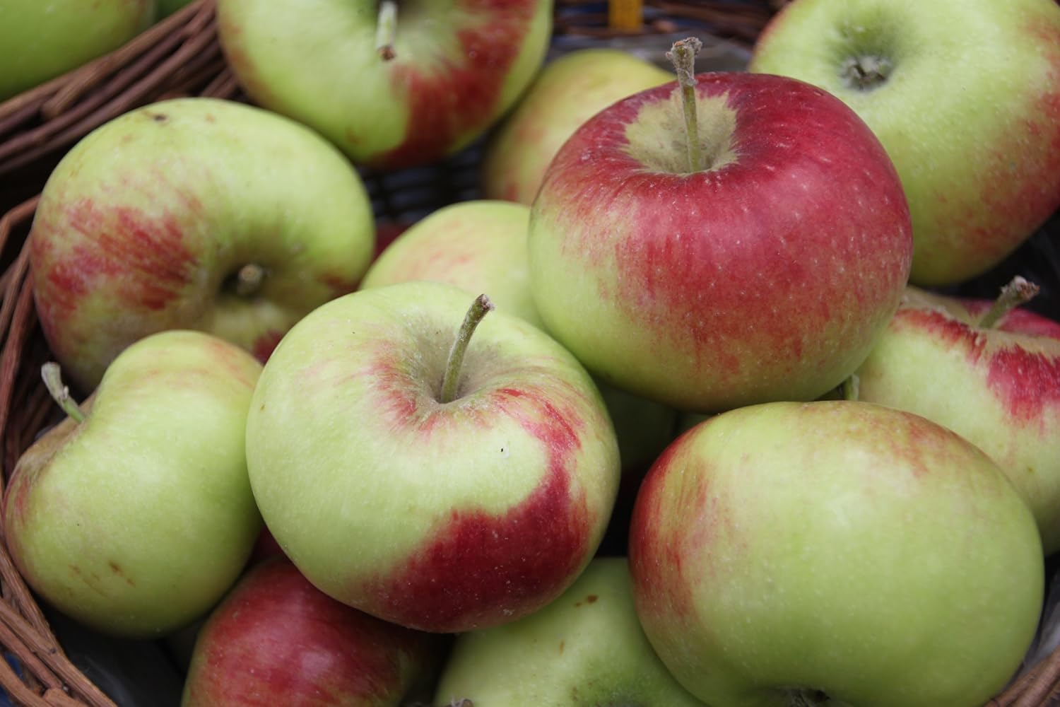 Apfel Prinz Albrecht von Preußen Viertelstamm wurzelnackt, 90 cm ...