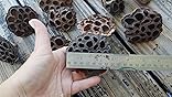 Amazon.com: Keystone Wholesale Dried Brown Lotus Pods - Approx. 8 Large ...