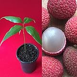 Amazon.com : Fresh Lychee Potted Starter Plant Tropical Fruit Tree ...