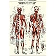Amazon.com: AllPosters Wall Poster Muscular System, 27x39: Posters & Prints