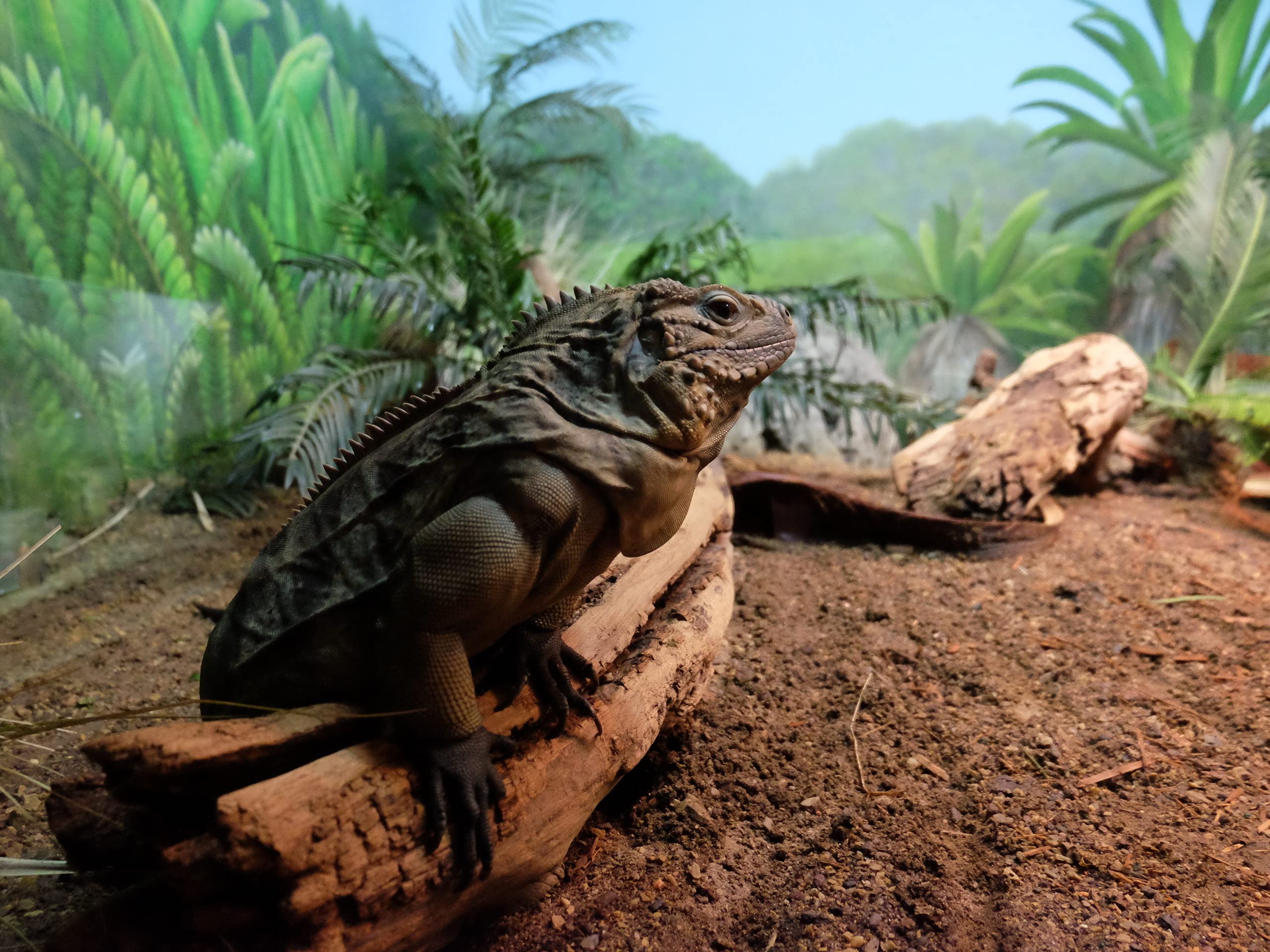 Watch The Zoo - Season 4 | Prime Video