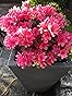 1 X Azalea 'Geisha Pink' Japanese Evergreen Shrub Hardy Plant in Pot ...