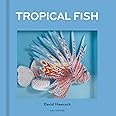Tropical Fish: Pop-Up: Hawcock, David: 9780789335623: Amazon.com: Books