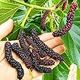 Amazon.com : Set 2 Pakistan Mulberry Trees Plants 6 to 8 Inch Height ...