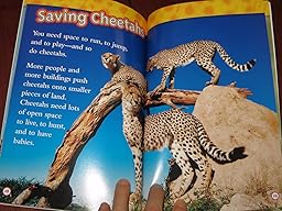 Amazon.com: National Geographic Readers: Cheetahs (8601200553413 ...