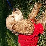 Amazon.com : I'm-Yunity® for Dogs (Family Size 500 Capsules) : Pet Supplies