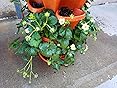 Amazon.com : Mr. Stacky 5-Tier Strawberry Planter Pot, 5 Pots : Patio ...