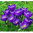 Amazon.com : Remembrance Crocus 20 Bulbs - Very Hardy! : Flowering ...