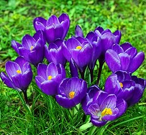 Amazon.com : Remembrance Crocus 20 Bulbs - Very Hardy! : Flowering ...