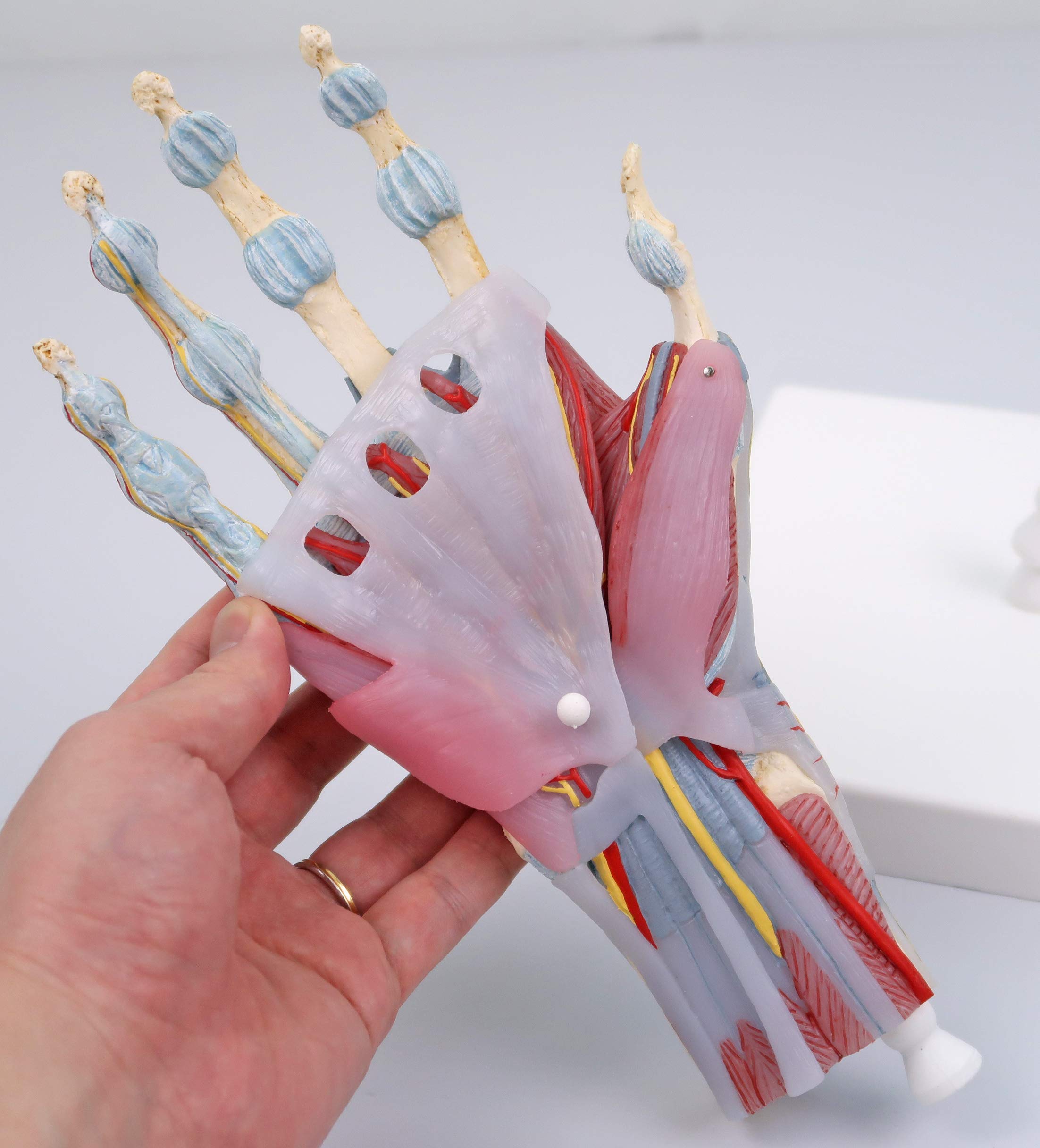 Mua Hand joint model for observing the anatomical structure of the hand ...