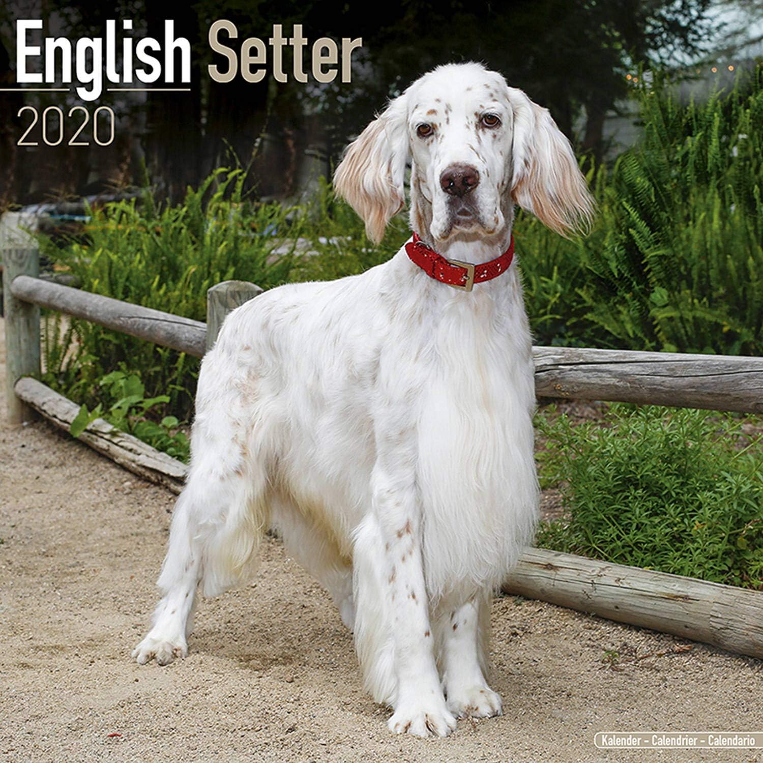 German Shorthaired Pointer English Setter Mix