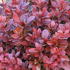 Berberis 'Chiquita' Barberry Deciduous Hardy Compact Shrub Plant | 9cm ...