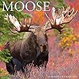 Moose 2023 Wall Calendar: Willow Creek Press: 9781549226885: Amazon.com ...