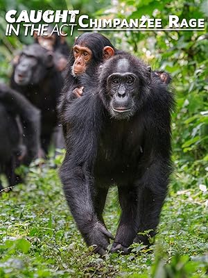 Watch Caught in the Act: Chimpanzee Rage | Prime Video