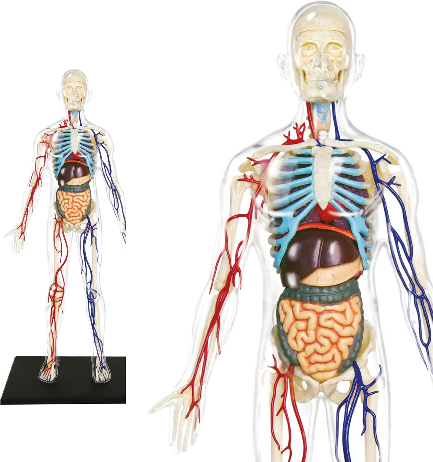 EXPLORA 546070 Realistic Model of 60 Pieces 28 cm Skeleton + Detachable ...