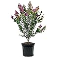 Amazon.com: American Plant Exchange Miss Sandra Crape Myrtle Tree Live ...