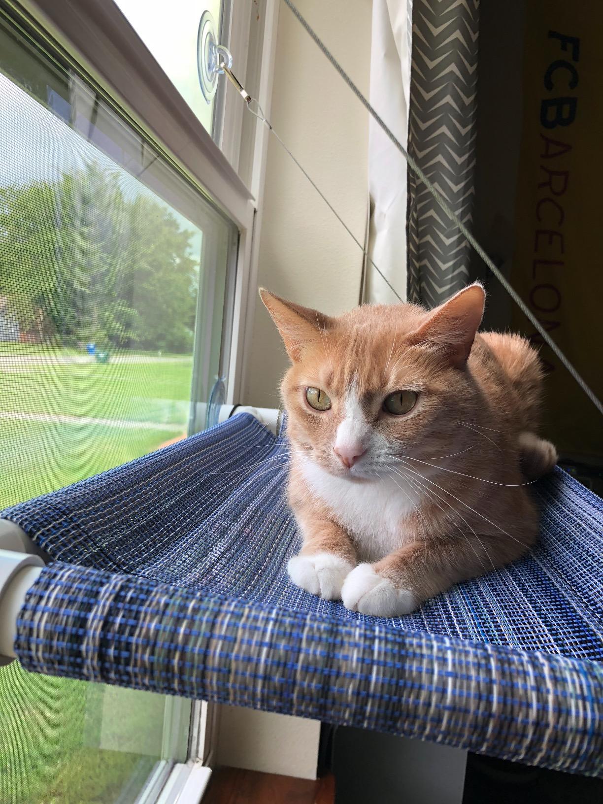 Pictures – Kitty Cot Original™