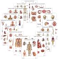 Amazon.com: 16 PACK Human Anatomy Poster Set, LAMINATED, Anatomy and ...