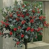 Standard Holly Tree for Gardens & Patios, Attractive Evergreen ...