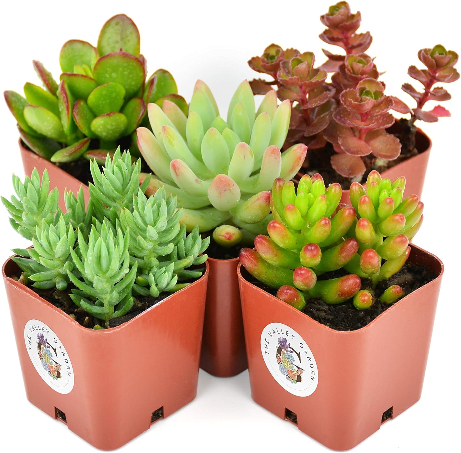 Fully Rooted in Planter Pots with Soil Succulent Plants 5-Pack Real ...