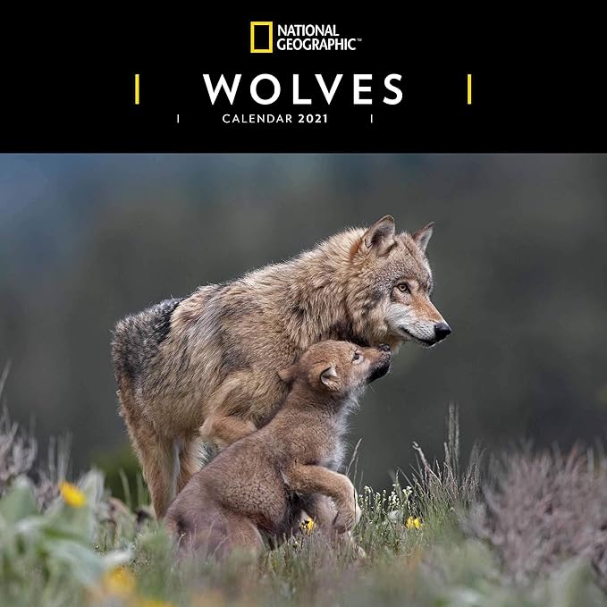 National Geographic, Wolves Calendar 2021: Amazon.co.uk: Office Products