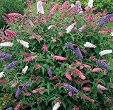 YouGarden Buddleia Tricolour Butterfly Bush: Amazon.co.uk: Garden ...