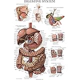 Amazon.com: The Digestive System Anatomical Laminated Chart/Poster ...