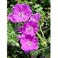 Amazon.com: Geranium 'Max Frei' (Cranesbill) Perennial, pink flowers, 1 ...