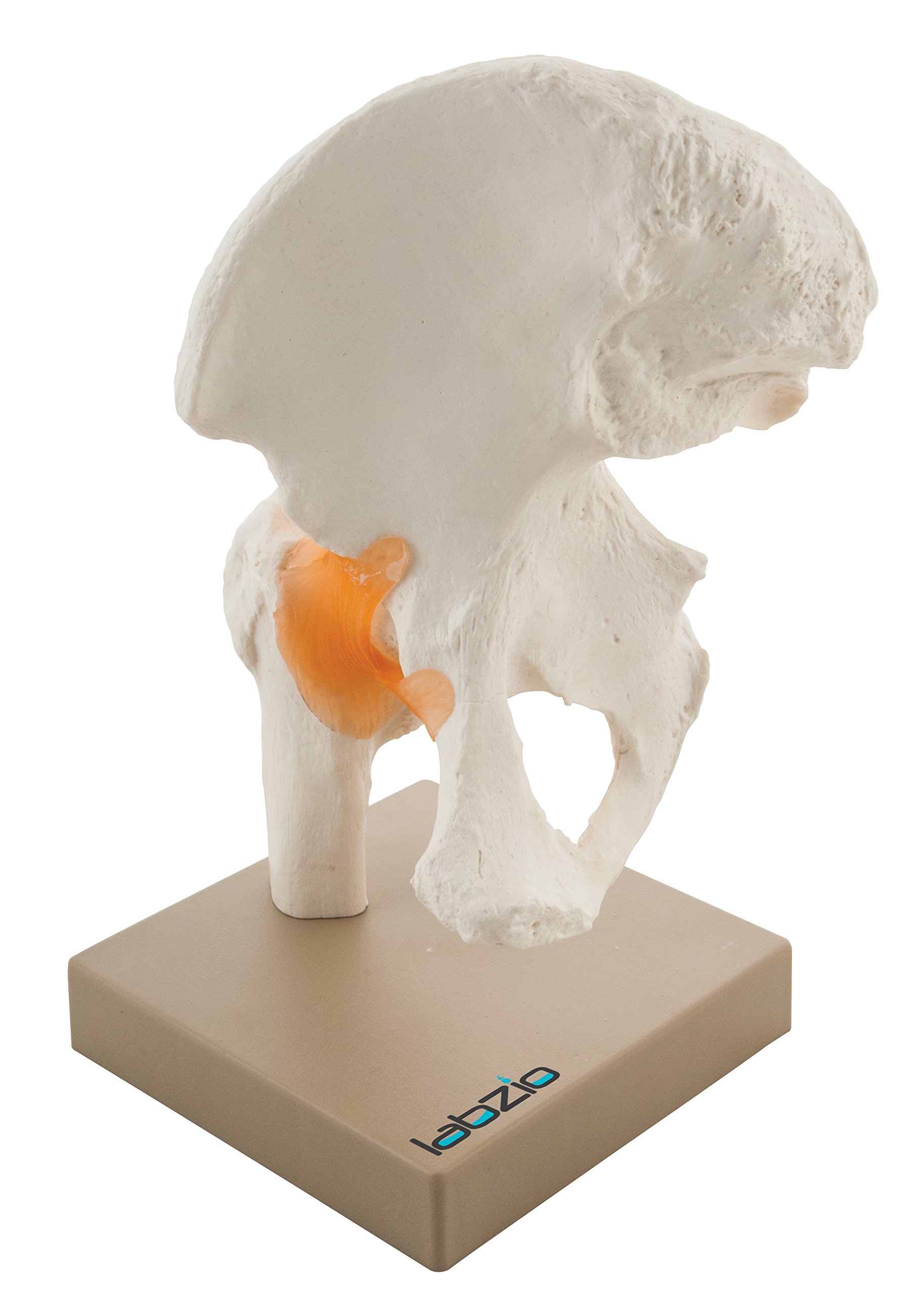 Buy Labzio - Human Pelvis (Hip) Functional Joint Model with Flexible ...