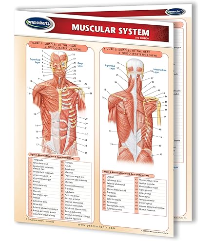 Fichas De Anatomía Muscular Amazon.com: Guía Del Sistema Muscular: